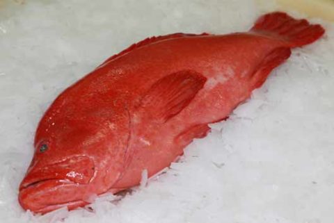 Grouper | Red Snapper Indonesia | Alam Jaya Seafood