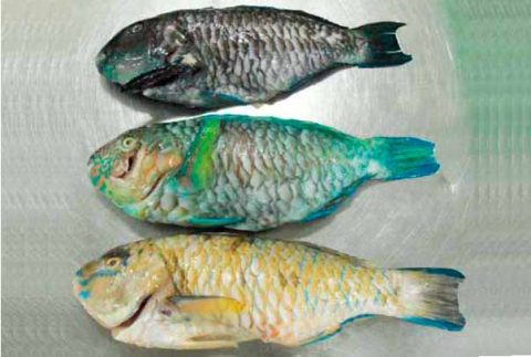 Parrotfish | Red Snapper Indonesia | Alam Jaya Seafood